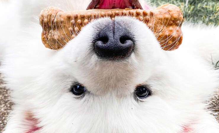 Dog Photography 101: Tips for Perfect Pup Pictures | Nylabone