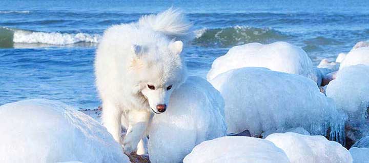 Samoyed Dog Breed