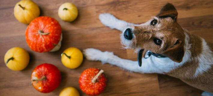 Tips for Celebrating Thanksgiving with Your Dog | Nylabone