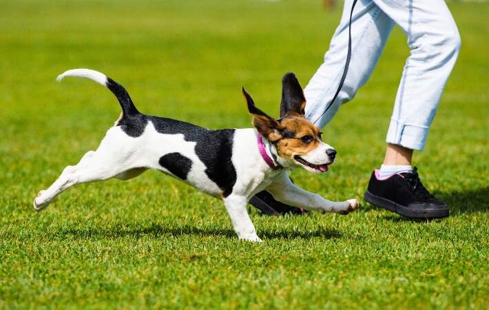 Running with Dogs: How to Hit Your Stride Together