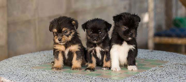 Dog 101 | Dog Parenting & Ownership Information | Nylabone