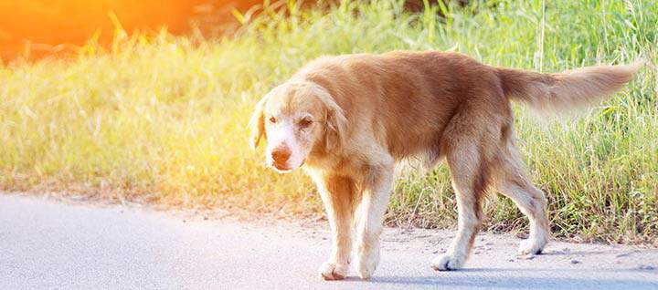 What Should You Do If You See A Stray Dog what-should-you-do-if-you-see-a-stray-dog