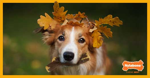 10 Autumn Dog Activities Your Fur Kid Will Fall in Love With | Nylabone