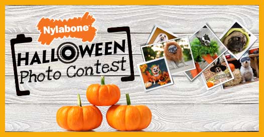 Halloween Photo Contest! | Nylabone
