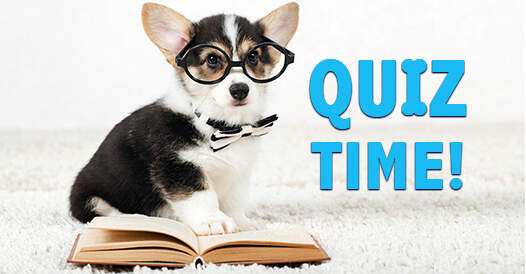 Pup Quiz: The Ultimate Puppy Knowledge Challenge | Nylabone