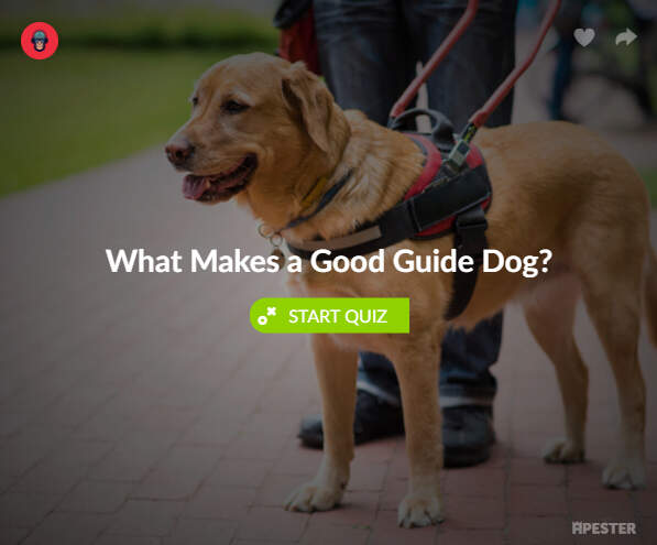 Quiz: What Makes a Good Guide Dog? | Nylabone
