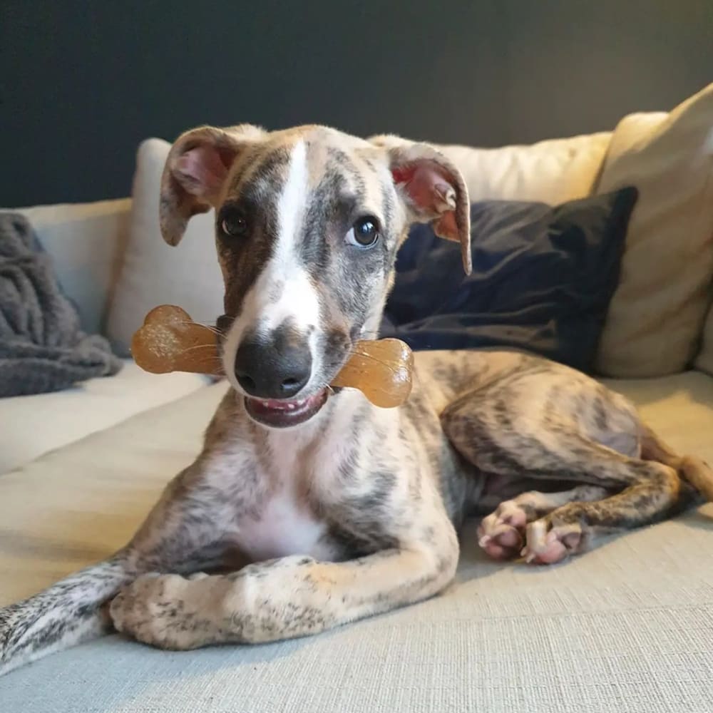 Puppy Chew Double Action Teething Toy | Nylabone