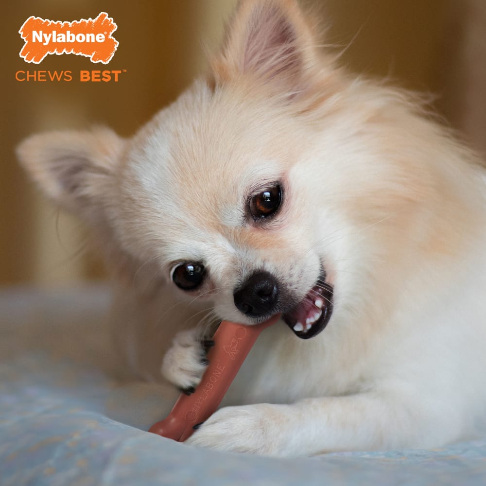 Power Chew Dog Toy | Nylabone