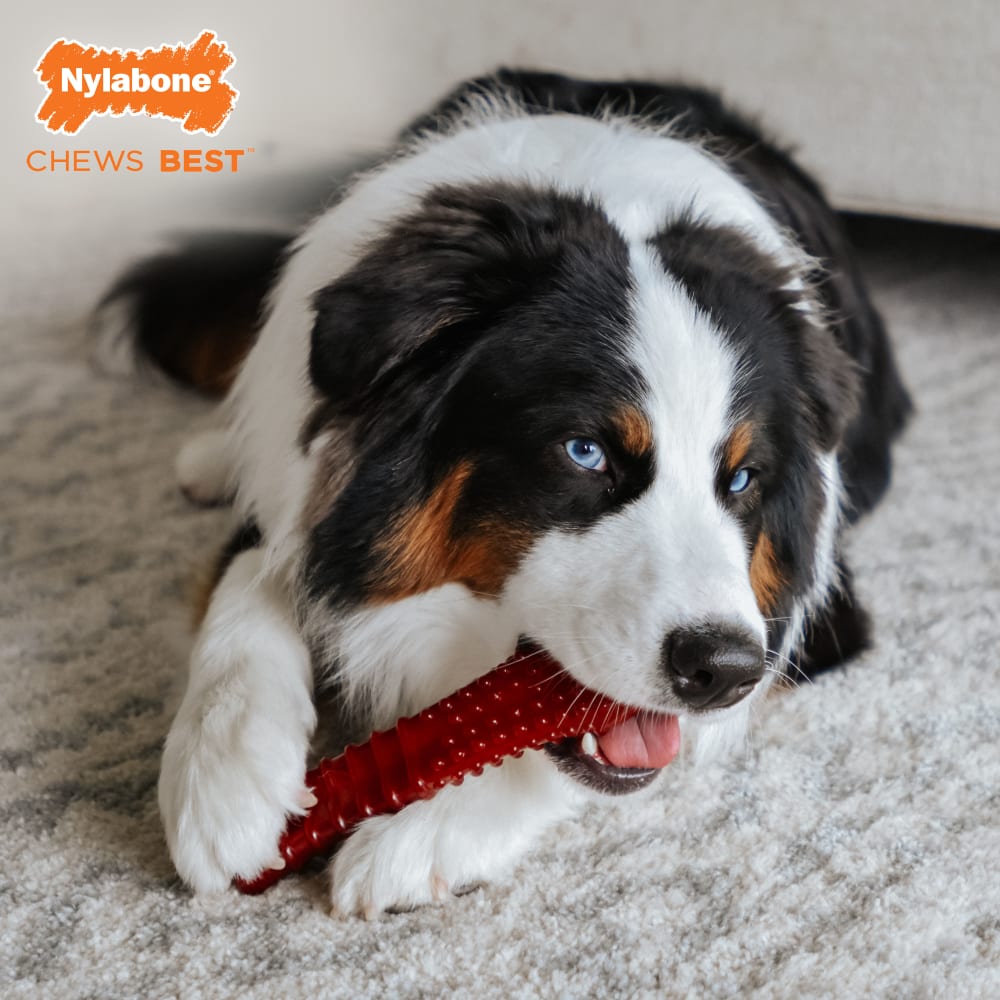 Power Chew Basted Blast Dual Flavored Dog Chew Toys | Nylabone