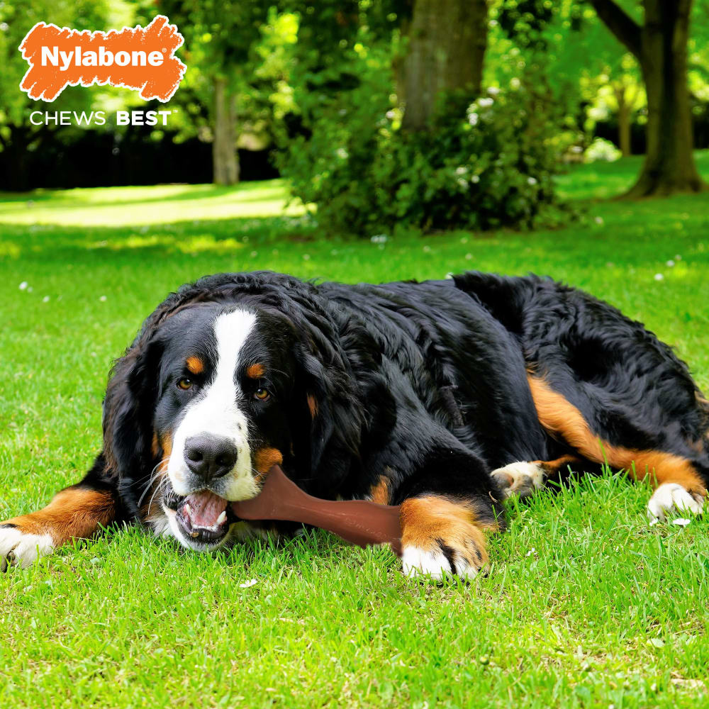 Power Chew Knuckle Bone BIG Dog Chew Toy | Nylabone