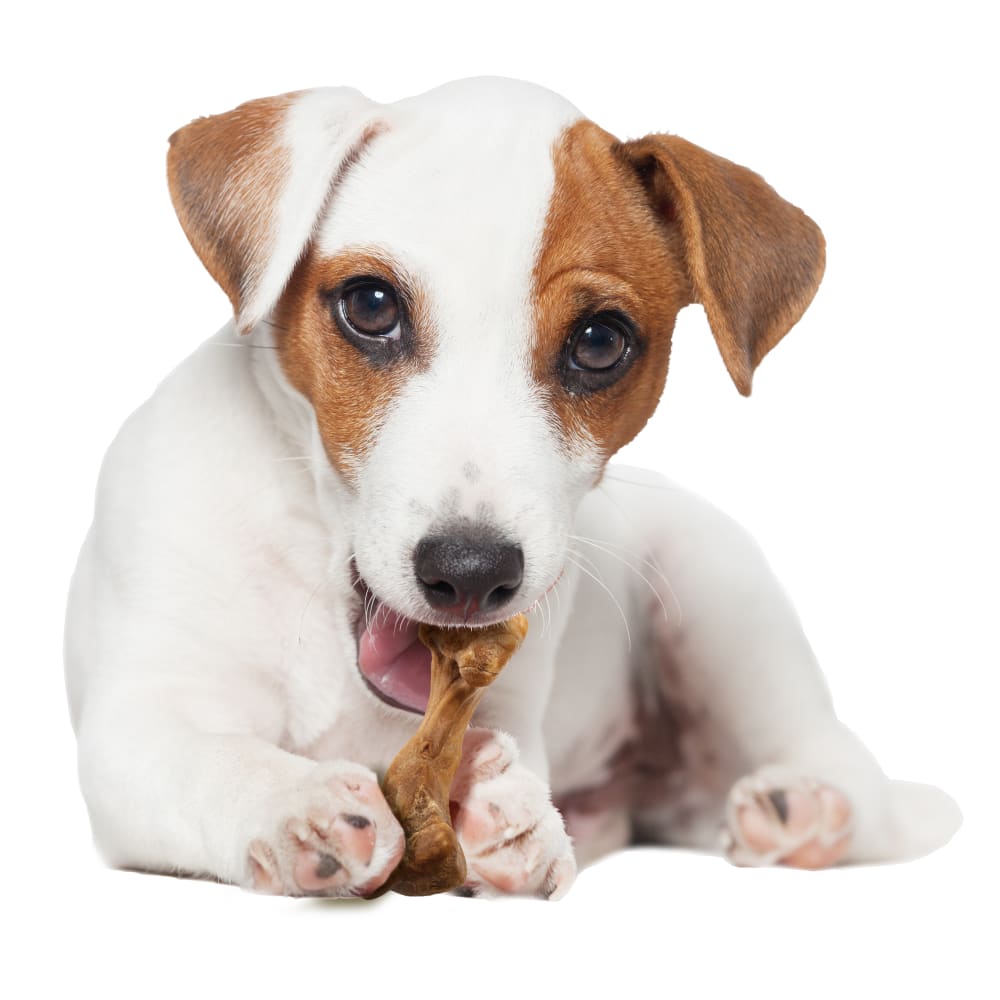 Healthy Edibles Broth Bone Natural Dog Treats | Nylabone