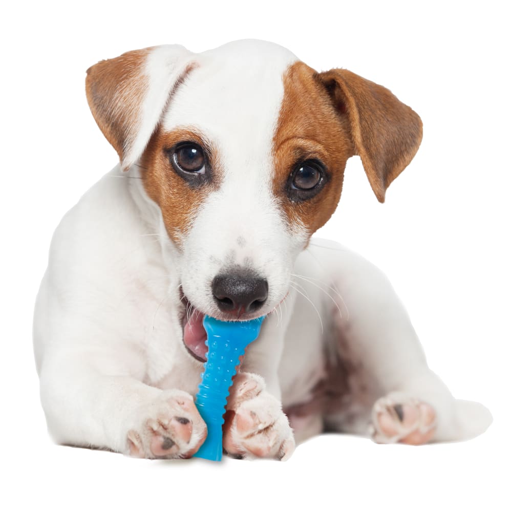 Flexi Chew Chill & Chew Toy with Treat Pockets | Nylabone