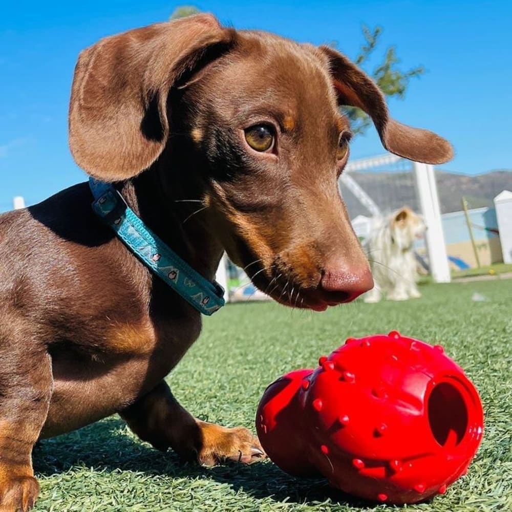 Chew Cone Stuffable Dog Toy | Nylabone